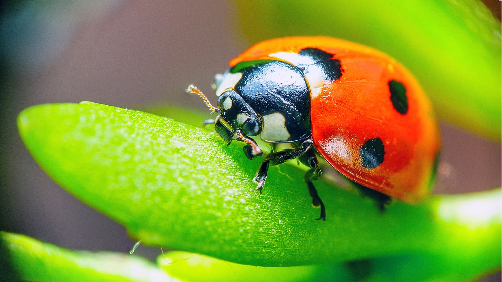 Ladybug Meaning: Uncovering Symbolism and Spiritual Significance ...